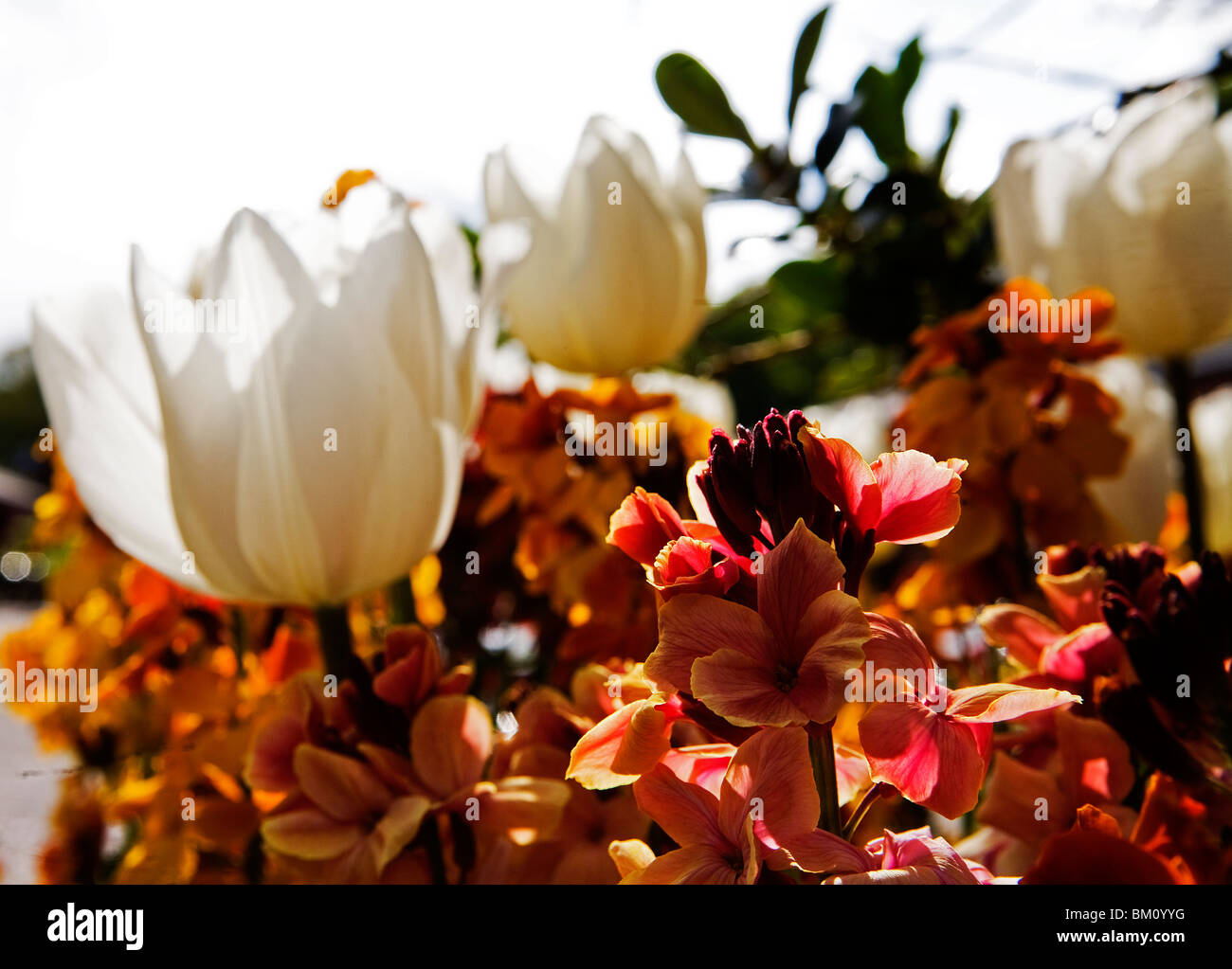 A backlit bed of wallflowers with a selection of tulips in the grounds ...