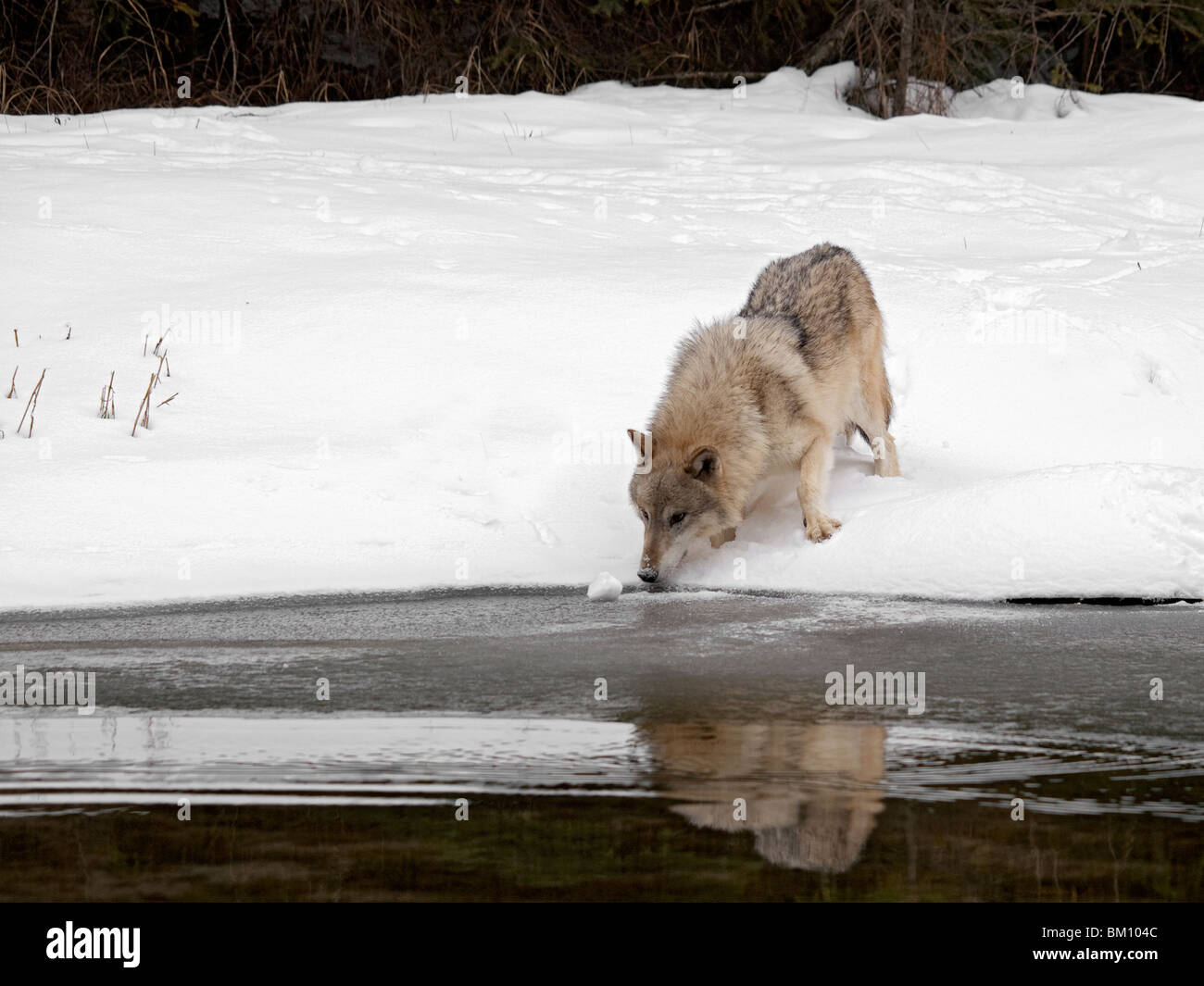 Wolf with ice hi-res stock photography and images - Alamy