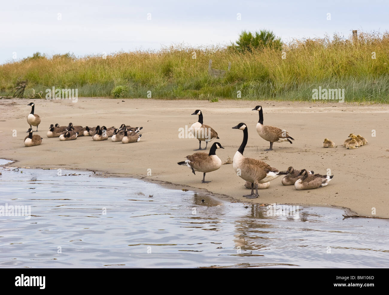 A Look at Life in New Zealand. Three families of Canada Geese (Branta ...