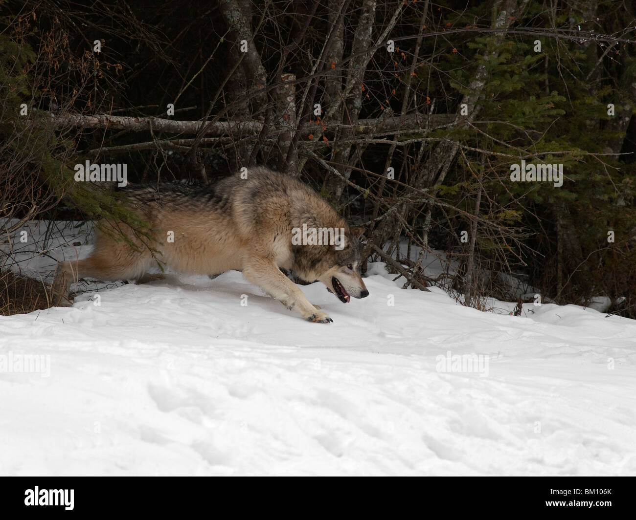 Grey wolf snow running hi-res stock photography and images - Alamy