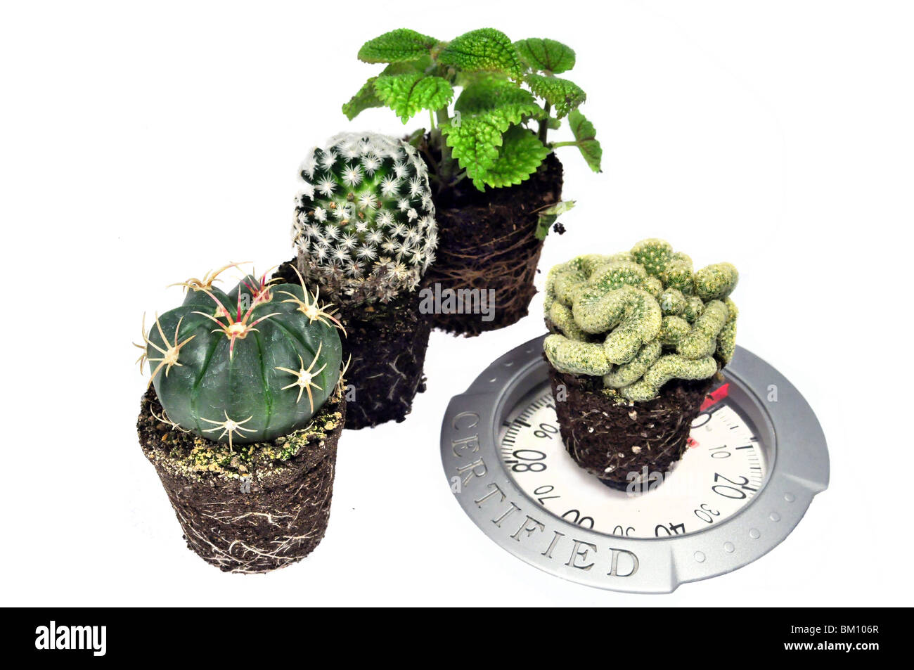 Fat plants Cut Out Stock Images & Pictures - Alamy