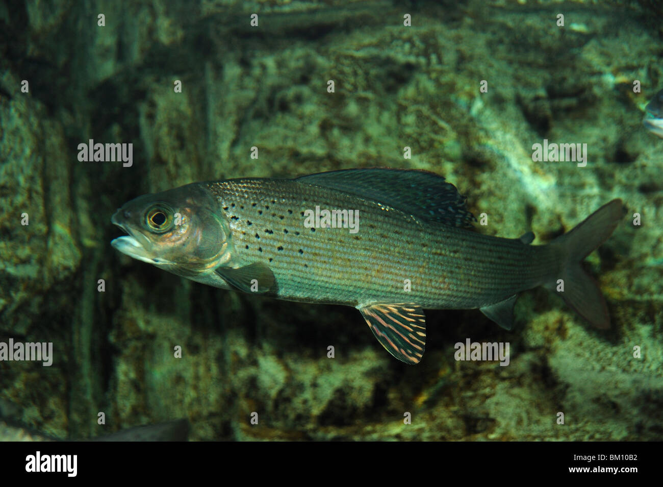 Arctic grayling, Thymallus arcticus, captive Stock Photo - Alamy