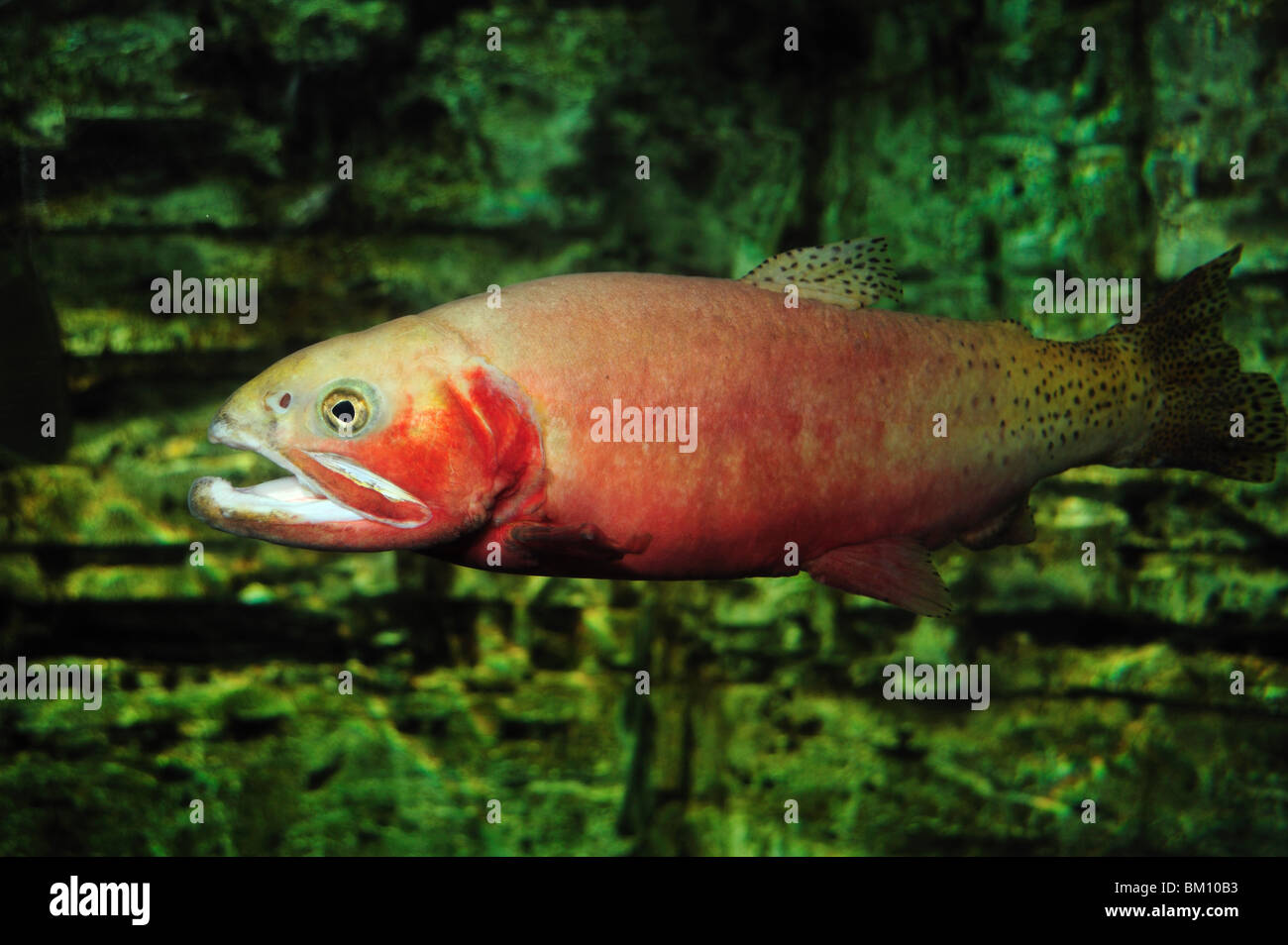 Greenback Cutthroat Trout In The Water