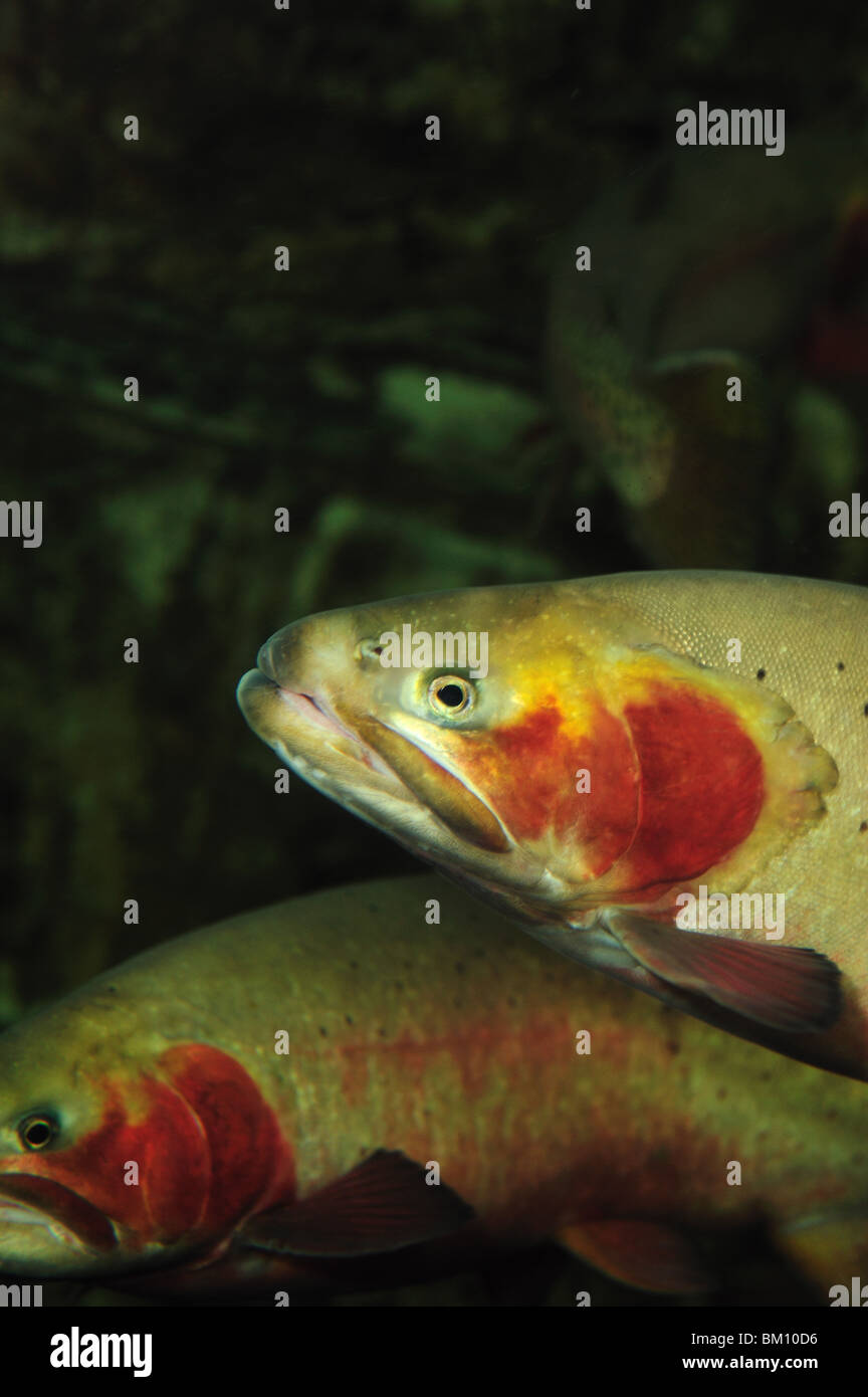 Cutbow trout hi-res stock photography and images - Alamy