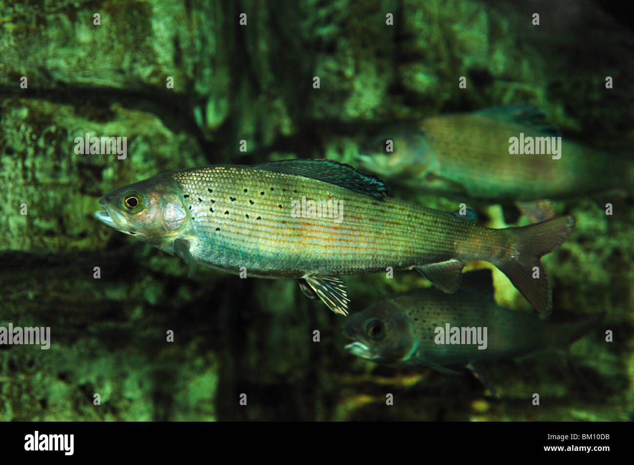 Arctic grayling, Thymallus arcticus, captive Stock Photo - Alamy