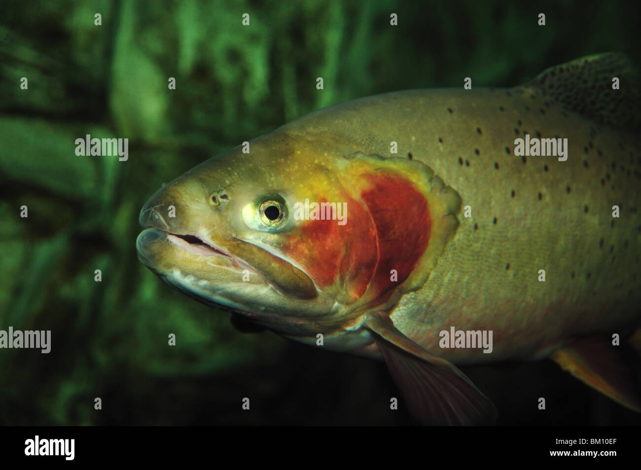 Cutbow trout hi-res stock photography and images - Alamy
