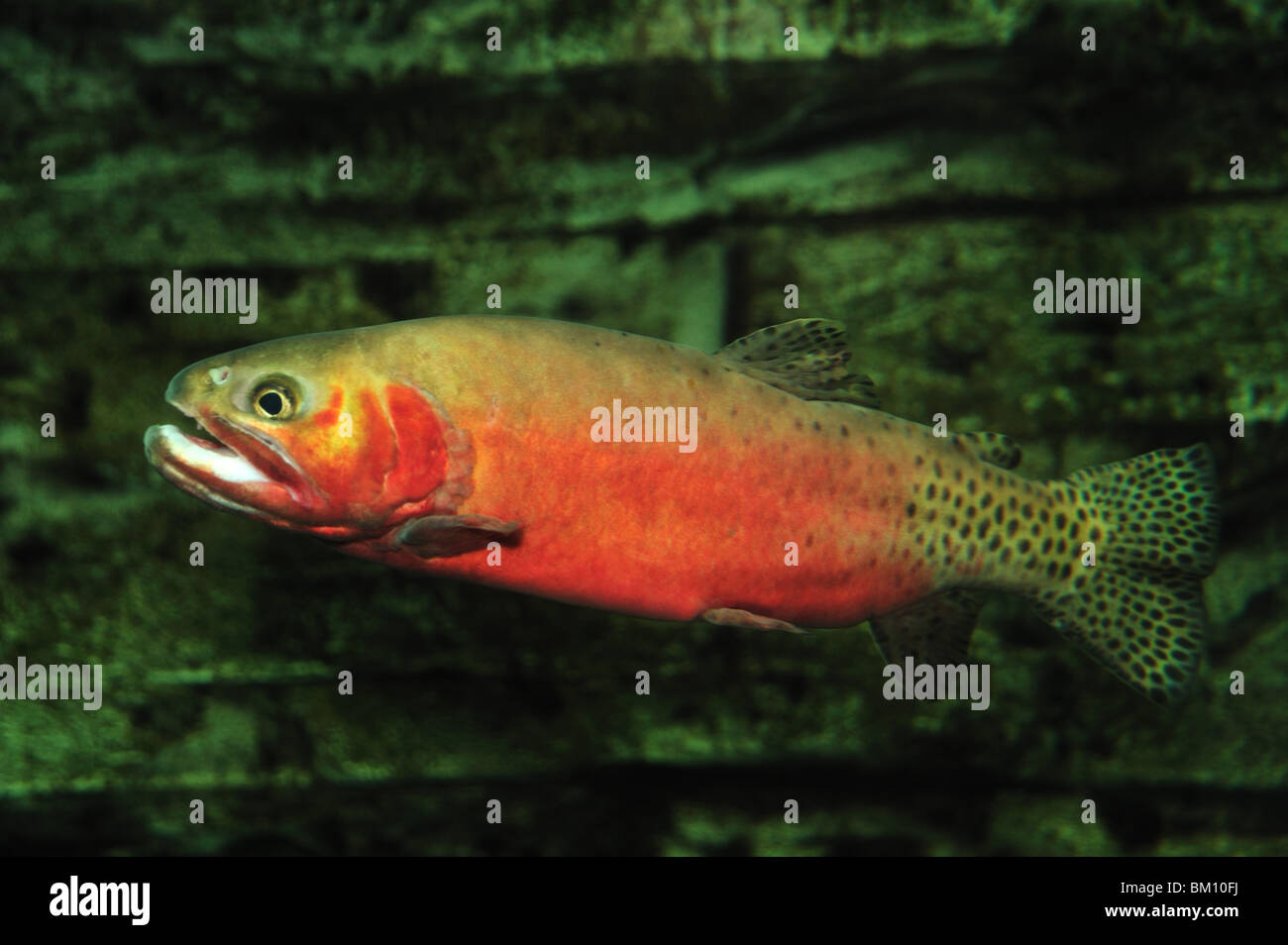 Greenback cutthroat trout, Oncorhynchus clarki stomias, captive Stock ...