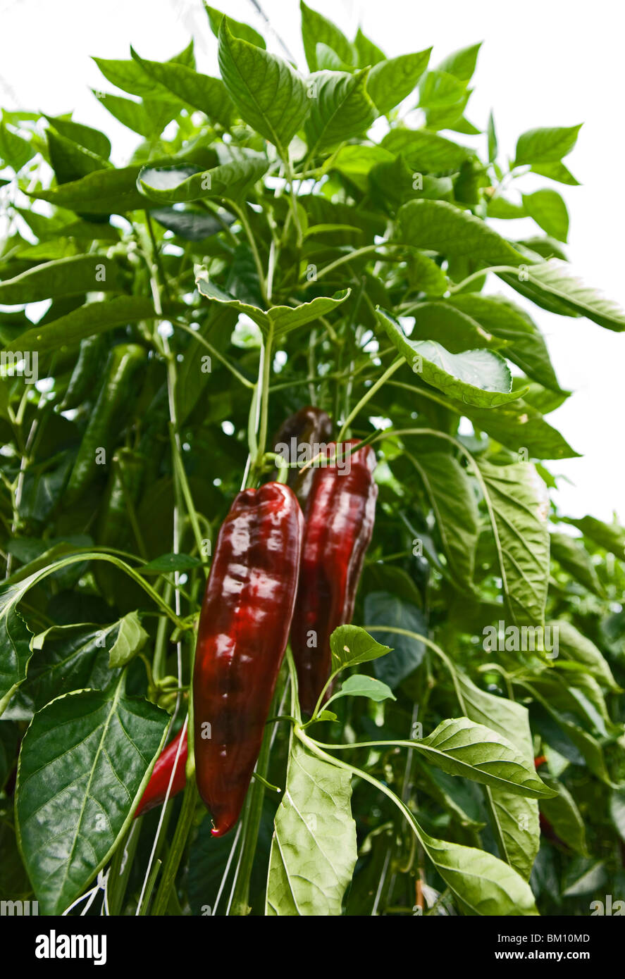 Sweet red pepper Stock Photo - Alamy