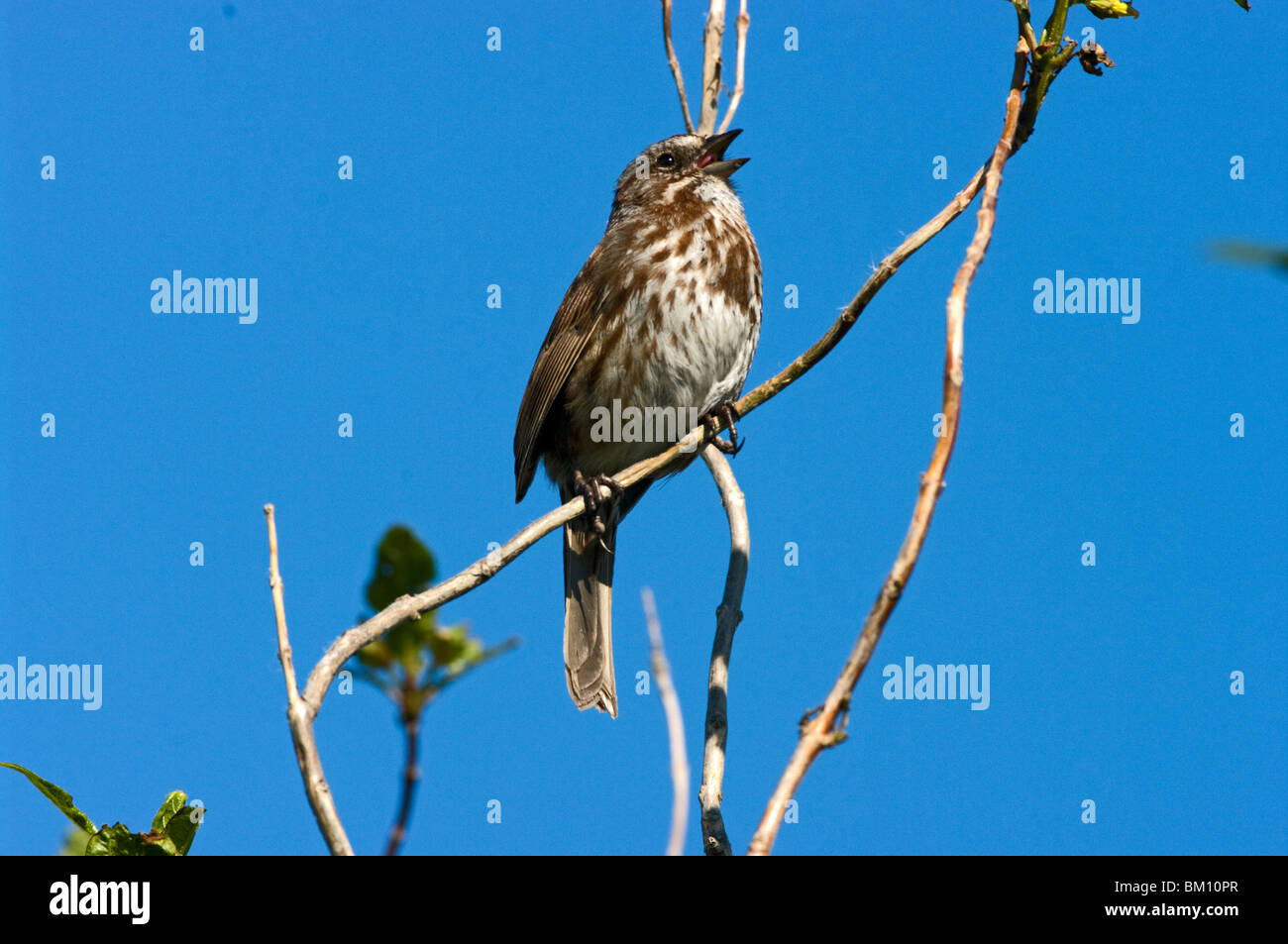 Carpodacus mexicanus hi-res stock photography and images - Alamy