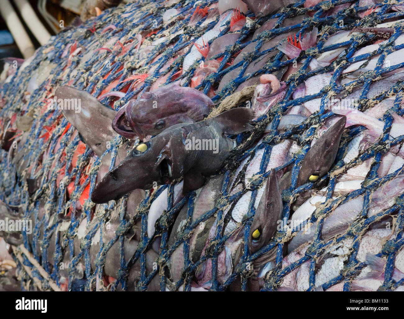 Catch from a deep-sea trawl Stock Photo - Alamy
