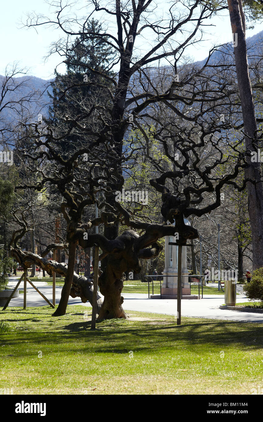 Large corkscrew hazel tree in Lugano, Switzerland Stock Photo - Alamy