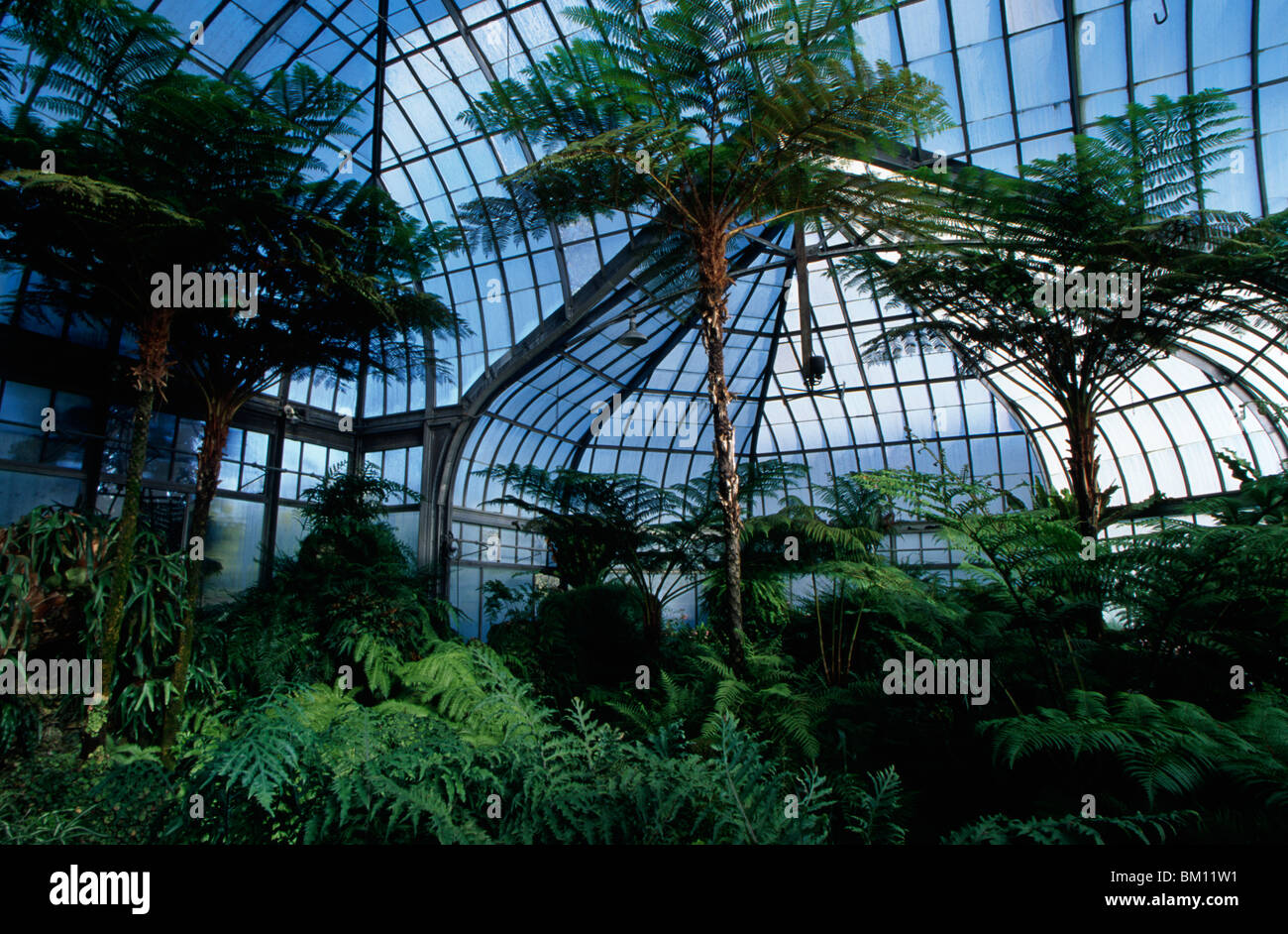 Plants in a conservatory, Whitcomb Conservatory, Belle Isle Park ...
