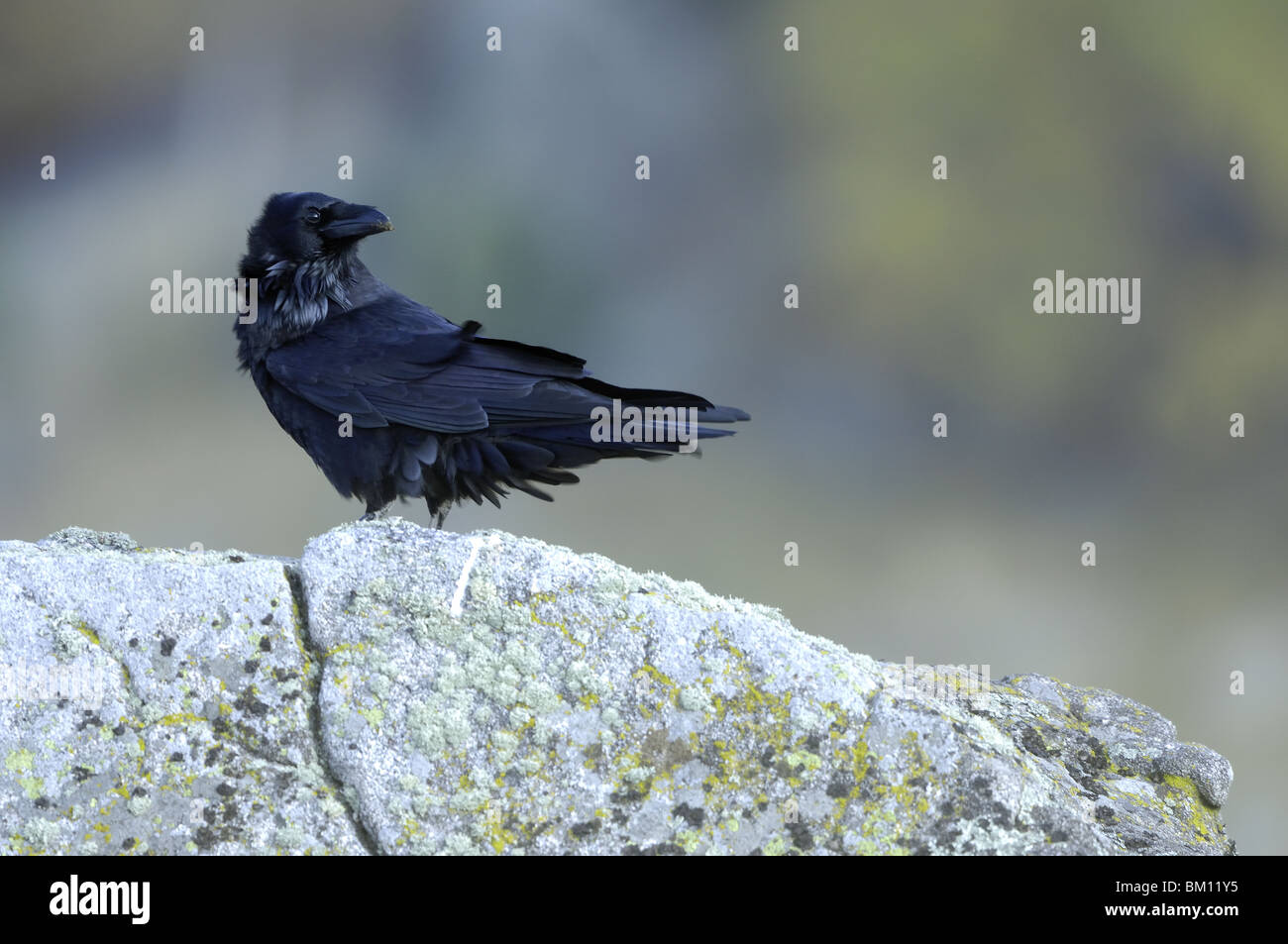 Raven on standing stone hi-res stock photography and images - Alamy