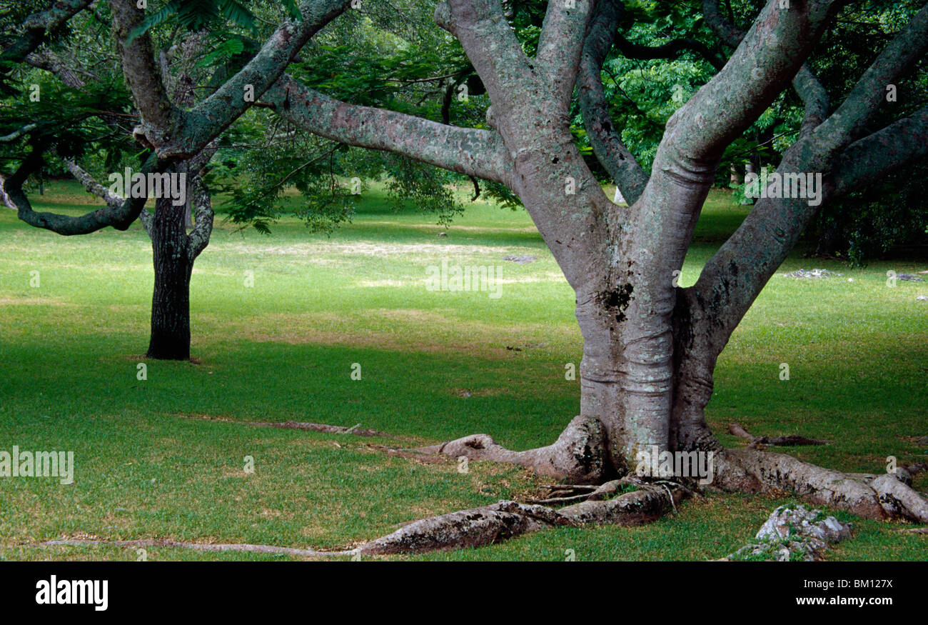Trees in a park, Bermuda Stock Photo - Alamy