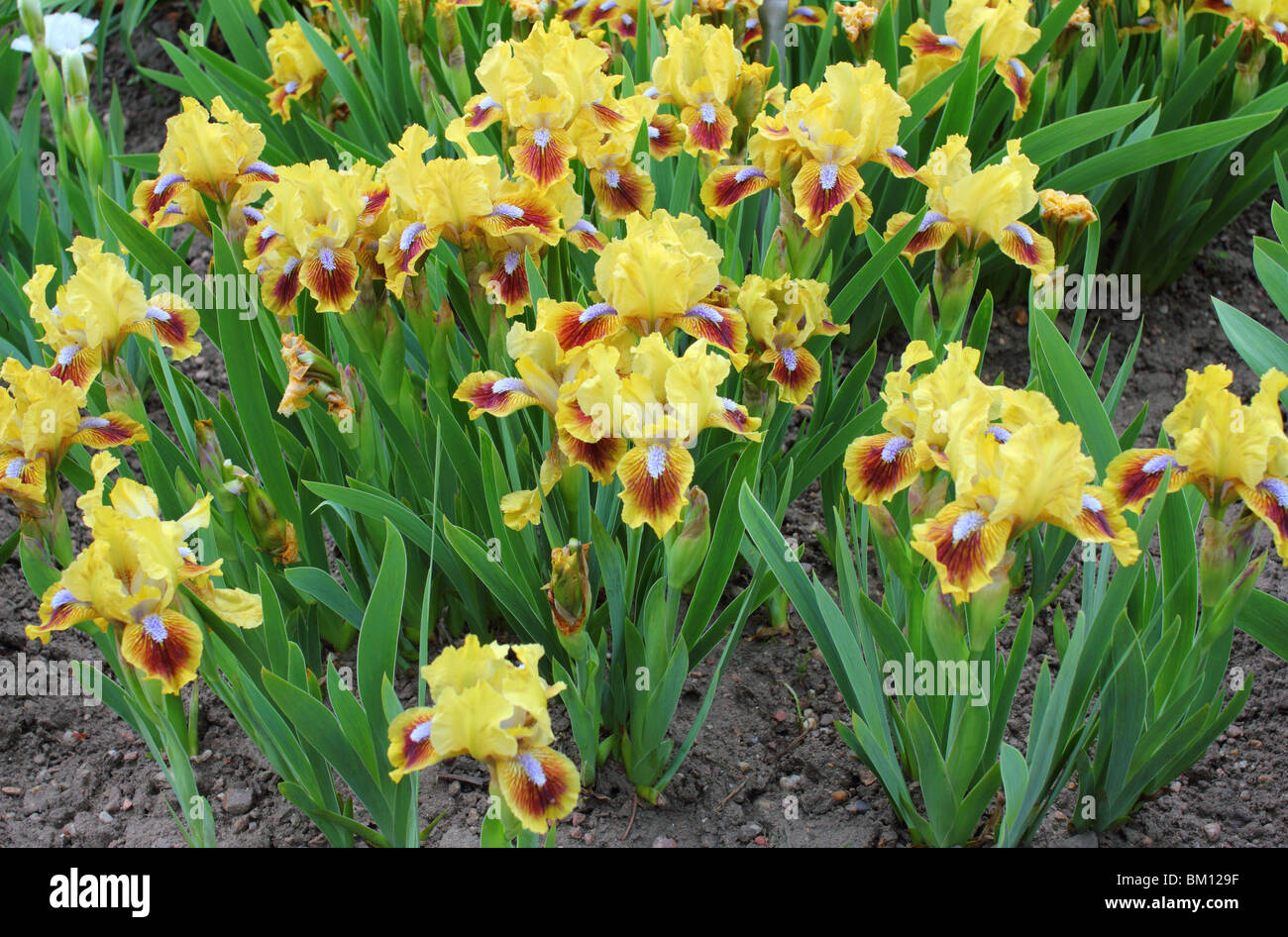 Yellow brown iris hi-res stock photography and images - Alamy