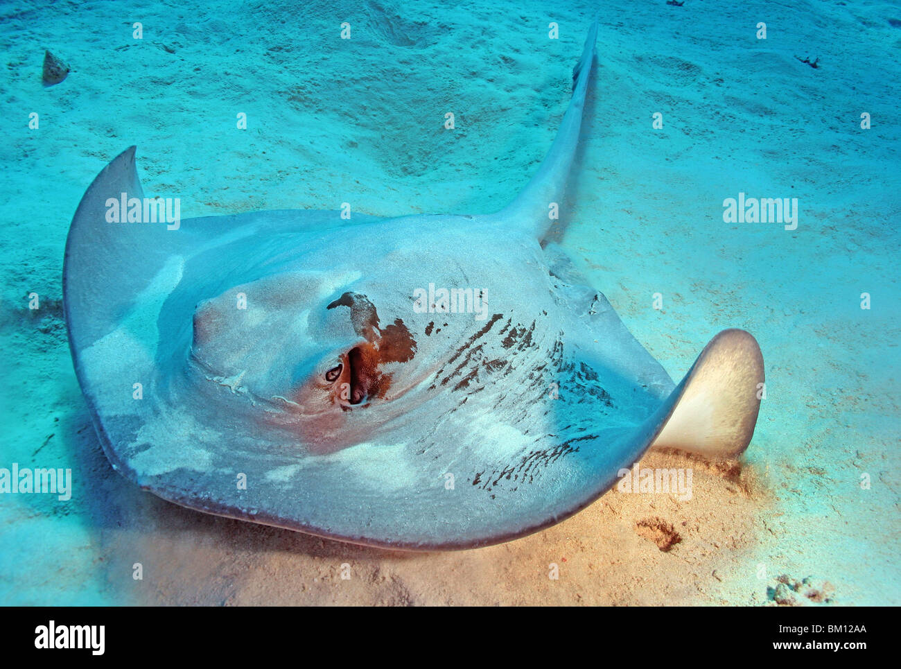 A Feathertail Ray, Pastinachus Sephen, feeds in the sand in the Red Sea ...
