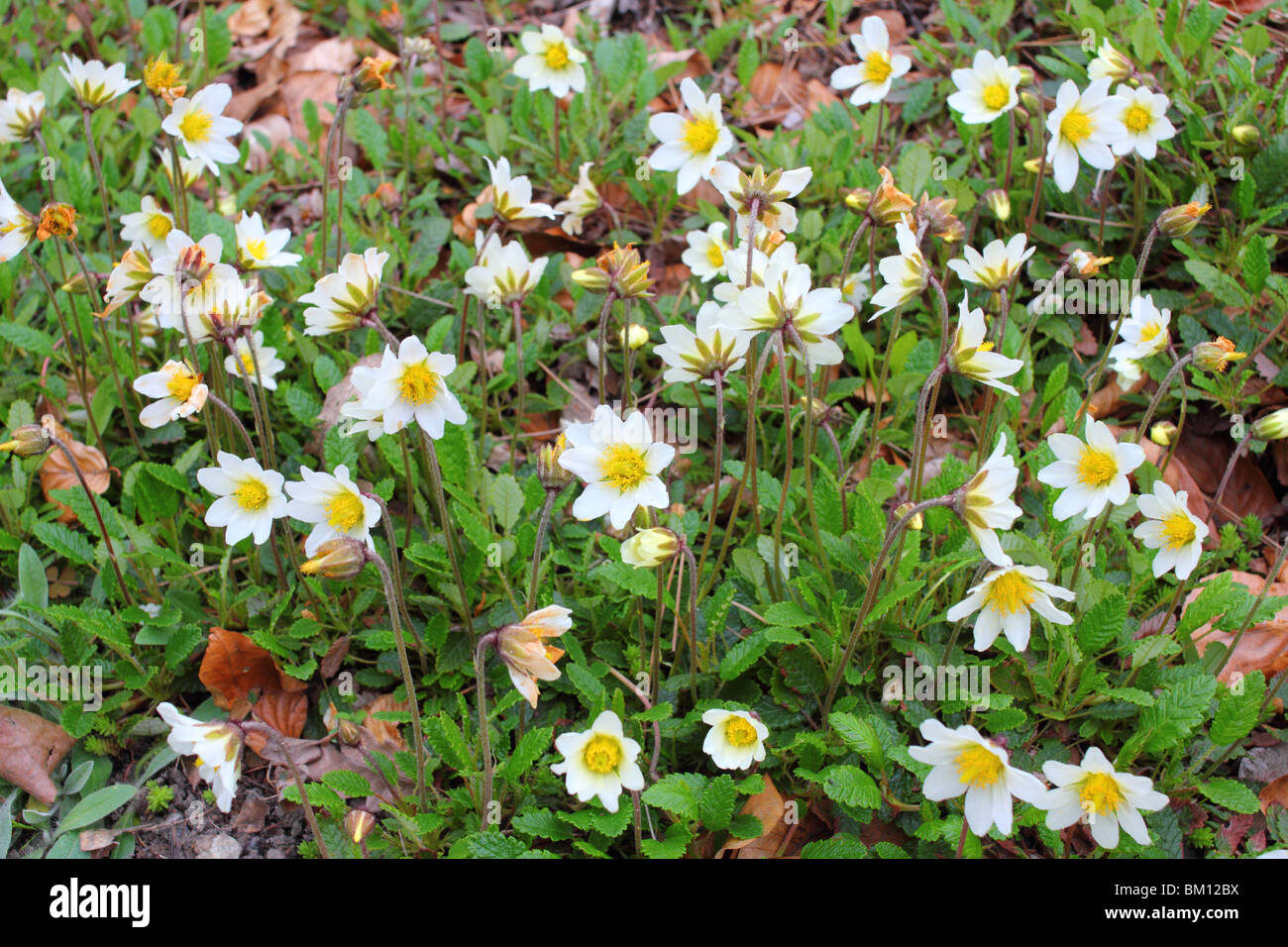 White dryas hi-res stock photography and images - Alamy