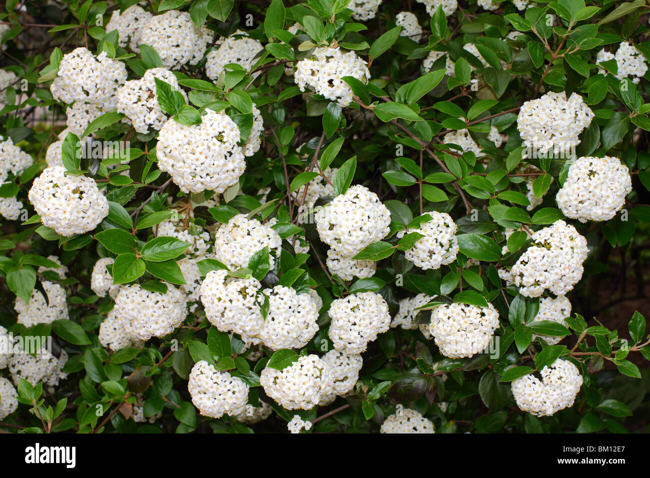 White sweet viburnum spring blossom Stock Photo - Alamy