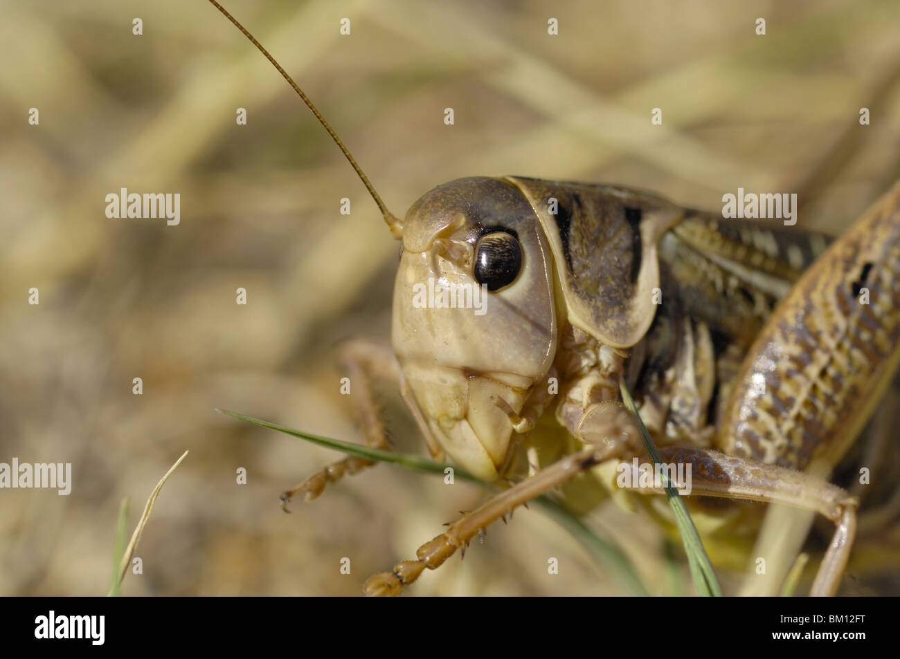 White faced bush cricket decticus albifrons hi-res stock photography ...