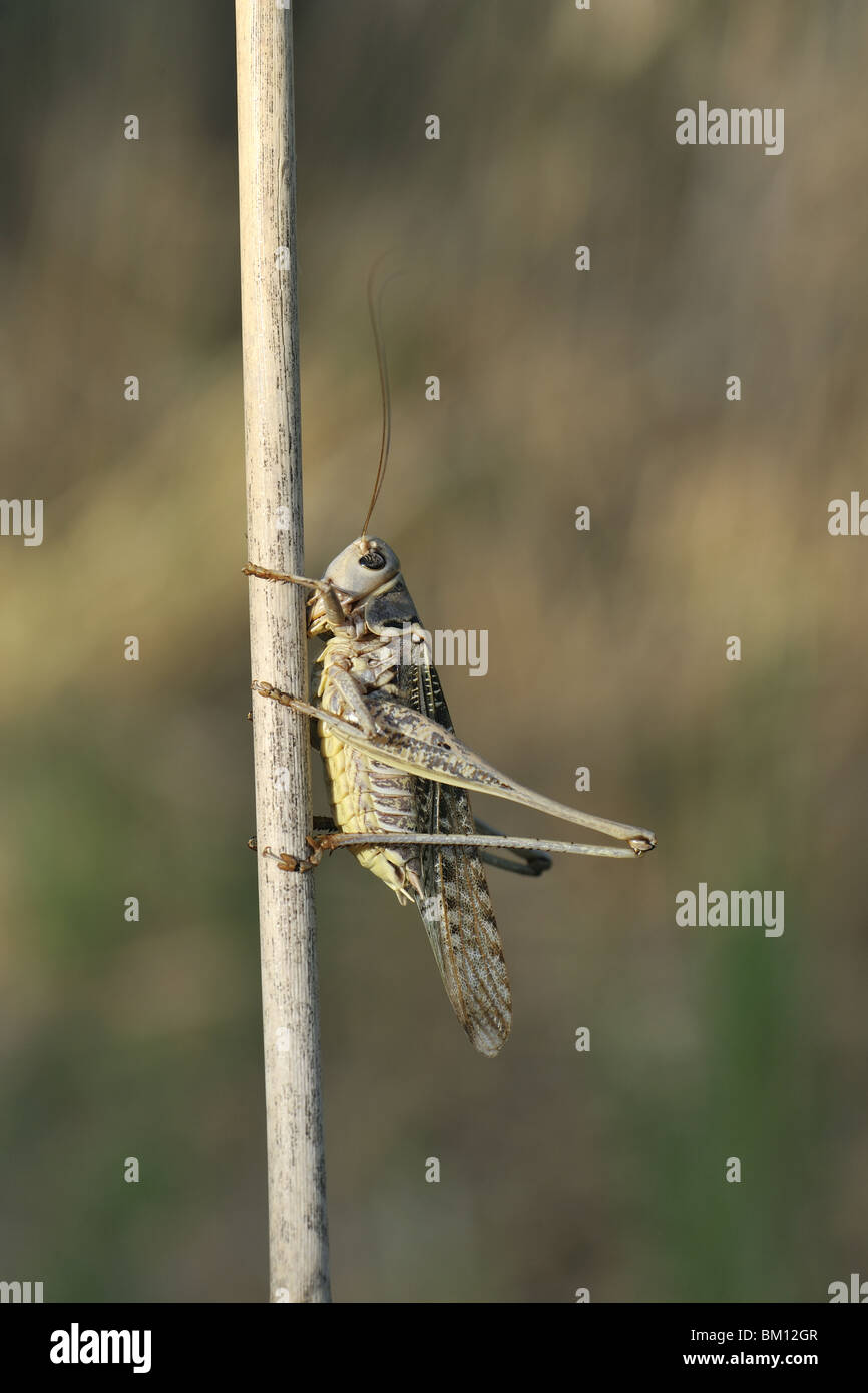 White faced bush cricket decticus albifrons hi-res stock photography ...