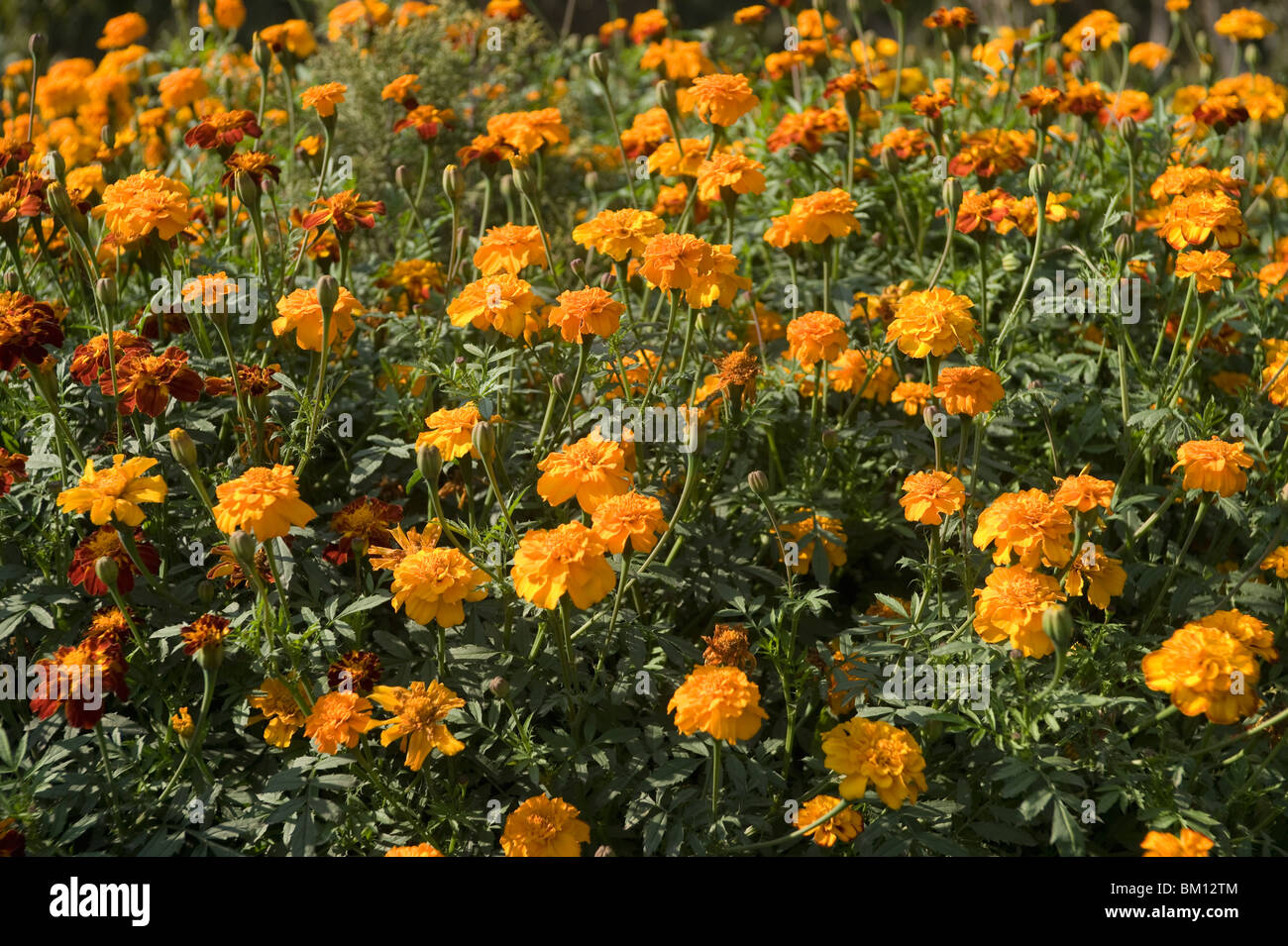 Marigold flowers in a park Stock Photo - Alamy