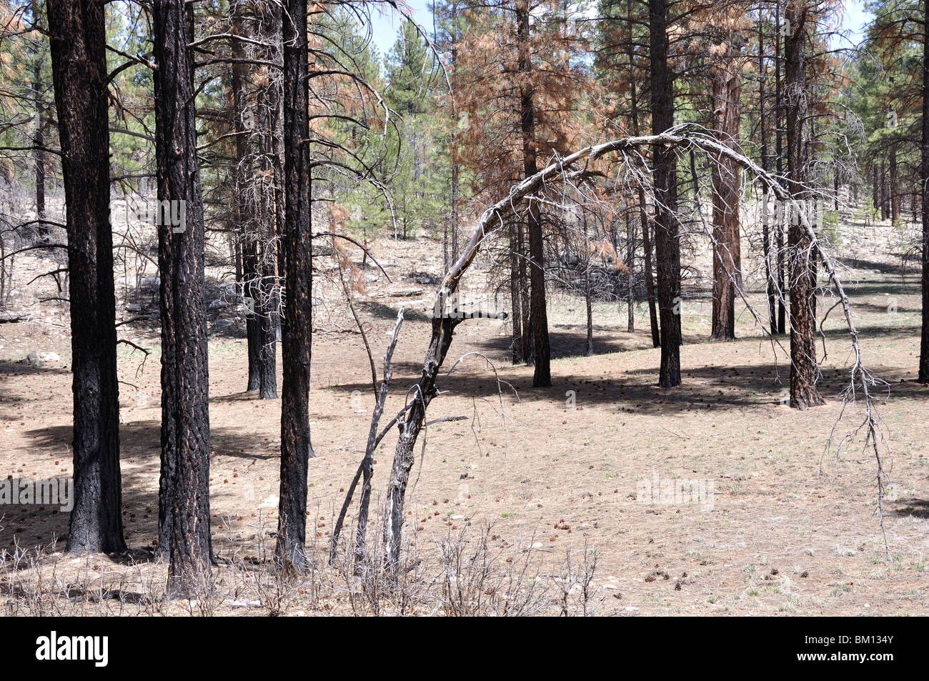 Forest, damaged by fire. Grand Canyon, Arizona, USA Stock Photo - Alamy