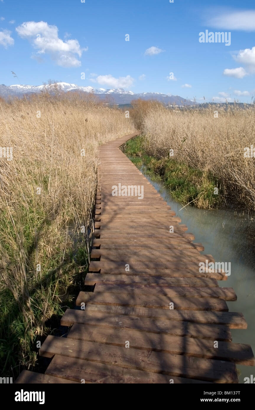 Footbridge over canefields in WWF Oasis of Persano, river Sele, Serre ...