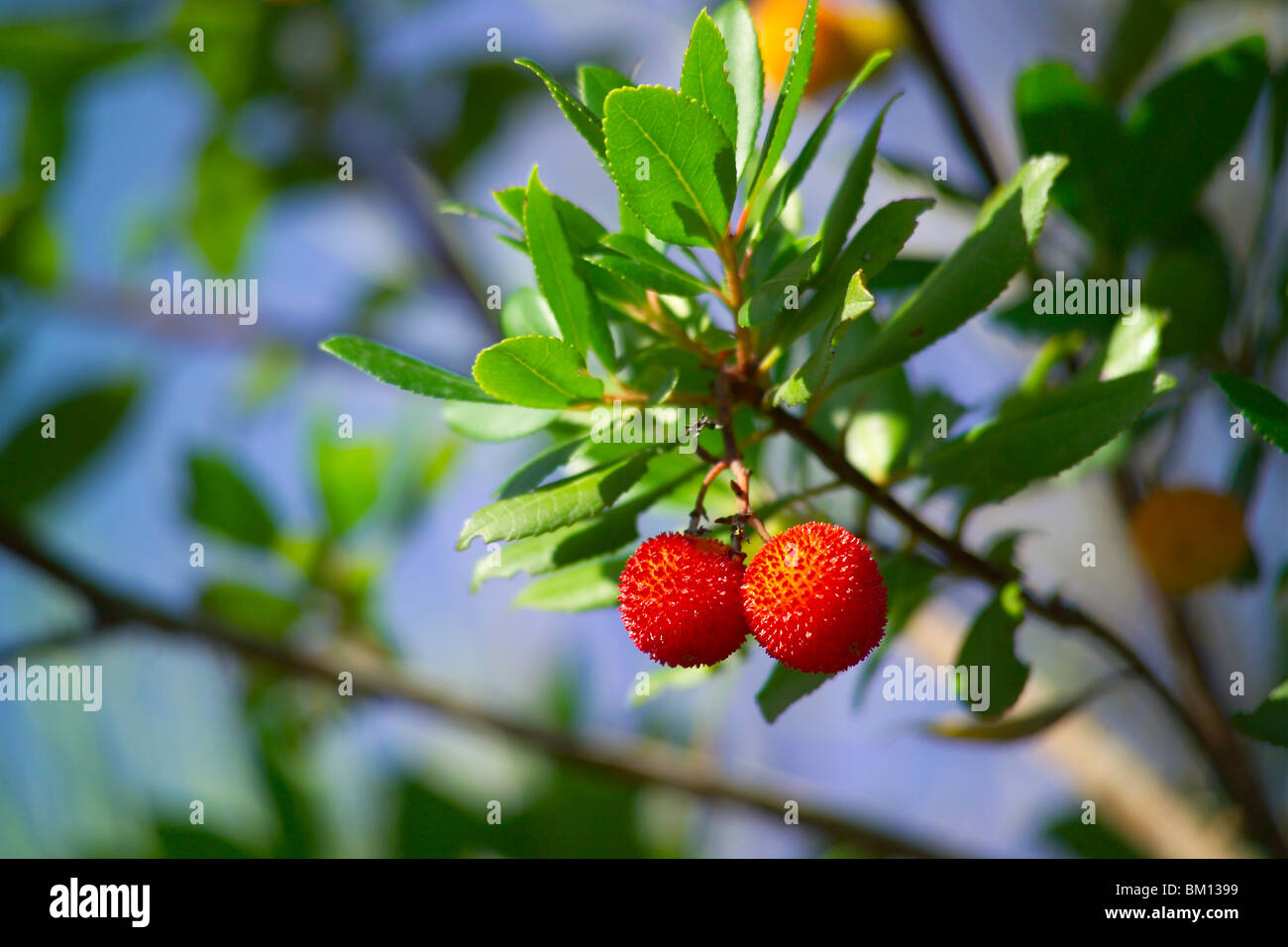 Tree Corbezzolo High Resolution Stock Photography and Images - Alamy