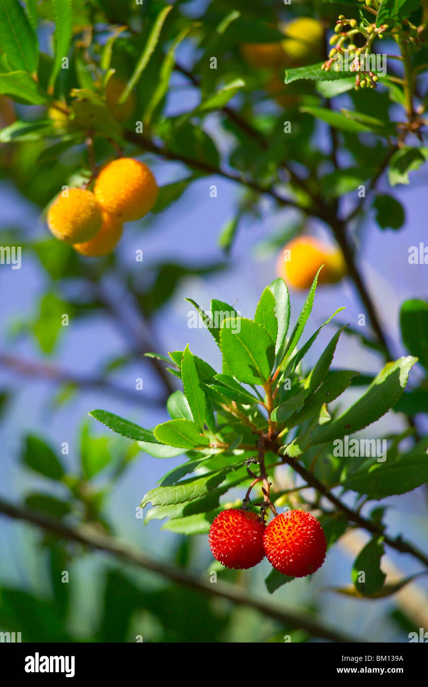 Strawberry tree, Campania, Italy, Europe Stock Photo - Alamy