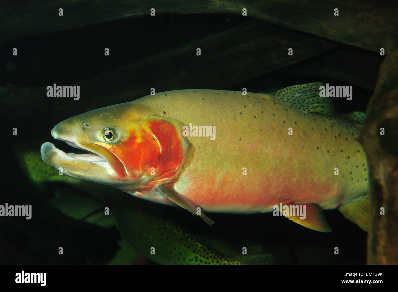 Cutbow trout hi-res stock photography and images - Alamy