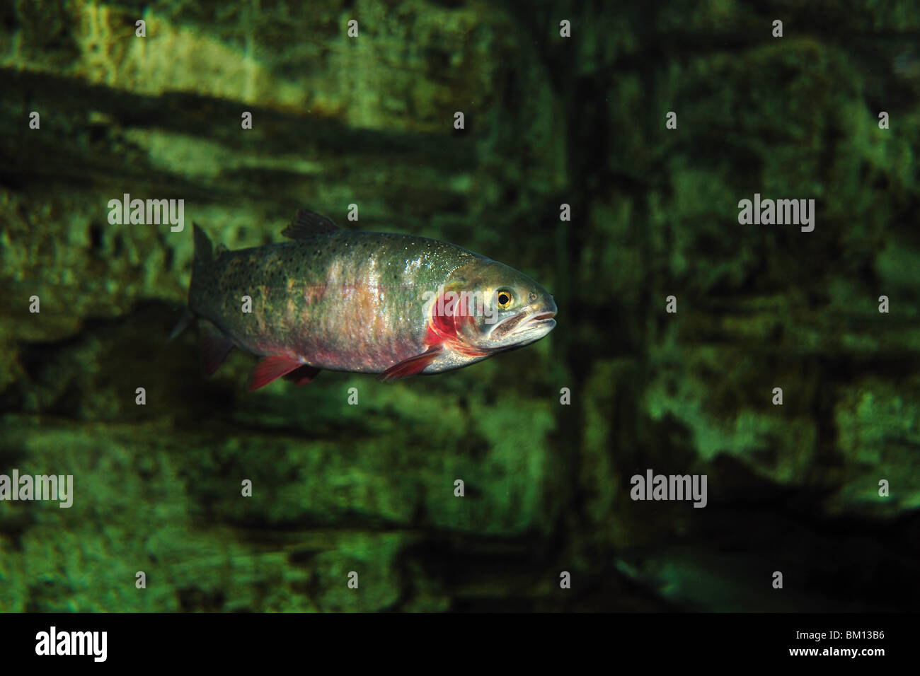 Greenback Cutthroat Trout In The Water