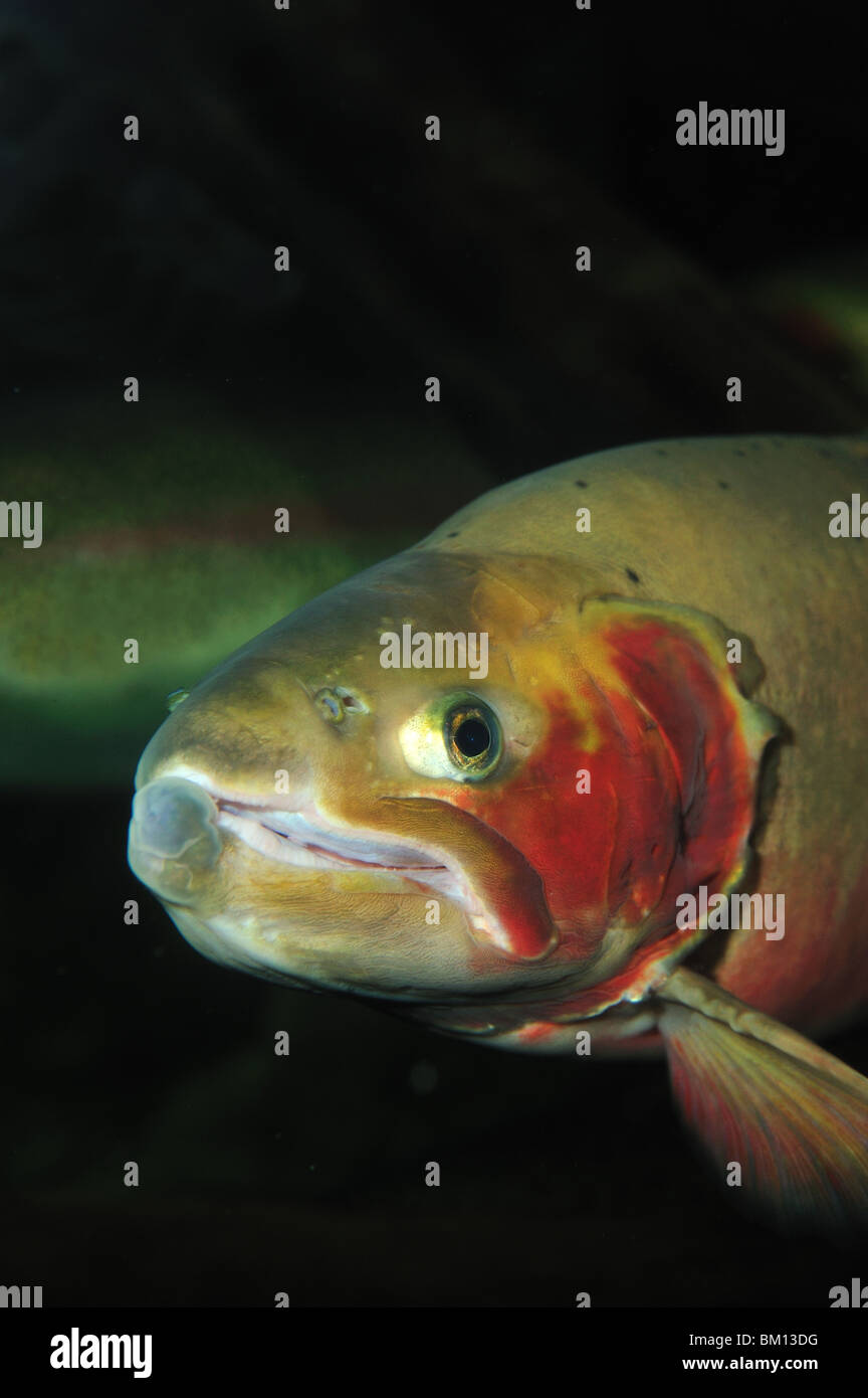 Cutbow trout hi-res stock photography and images - Alamy