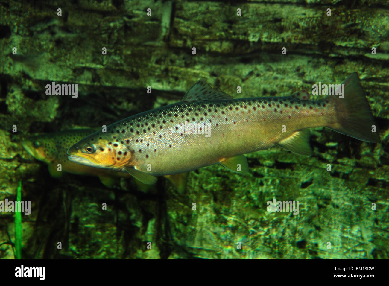 Brown trout, Salmo trutta, captive Stock Photo - Alamy