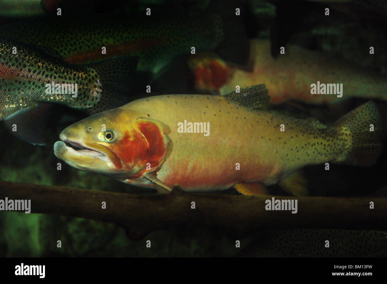 Cutbow trout hi-res stock photography and images - Alamy