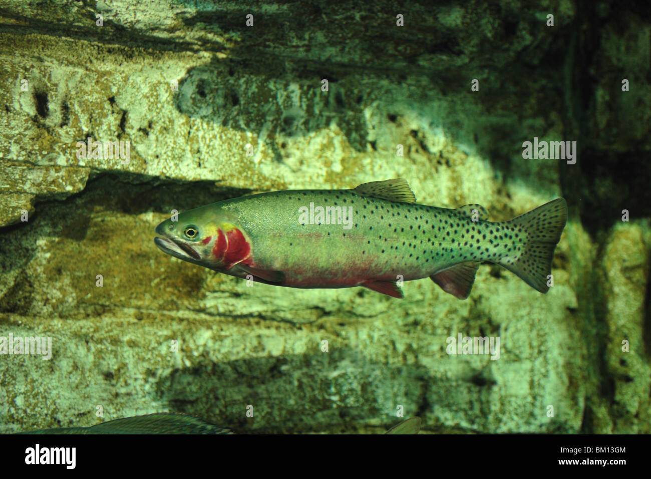 Cutbow trout hi-res stock photography and images - Alamy