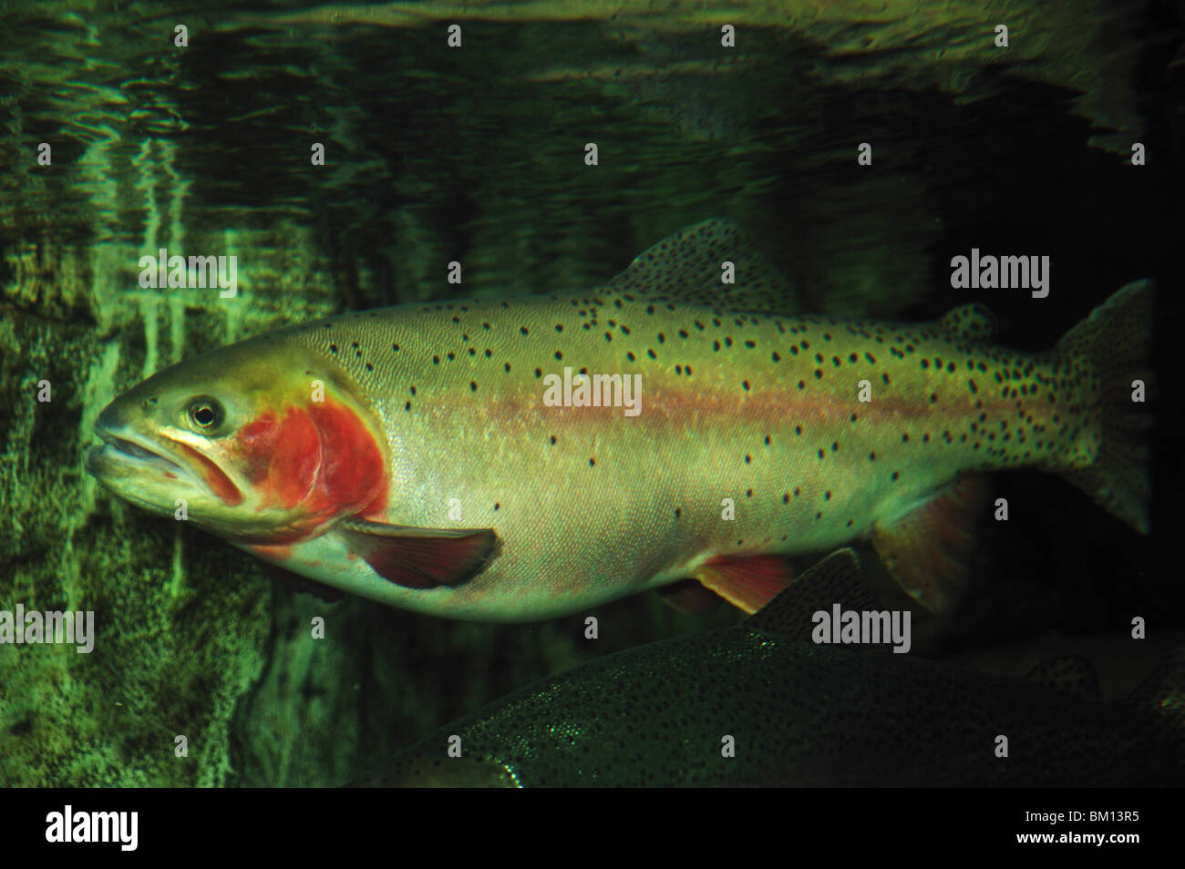 Cutbow trout hi-res stock photography and images - Alamy