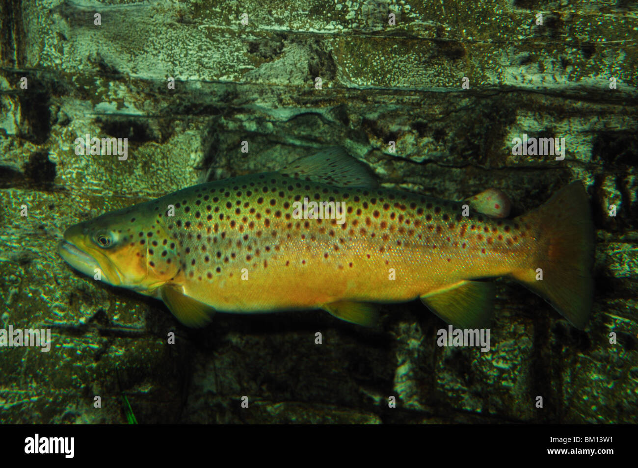 Brook trout, Salvelinus fontinalis, captive Stock Photo - Alamy