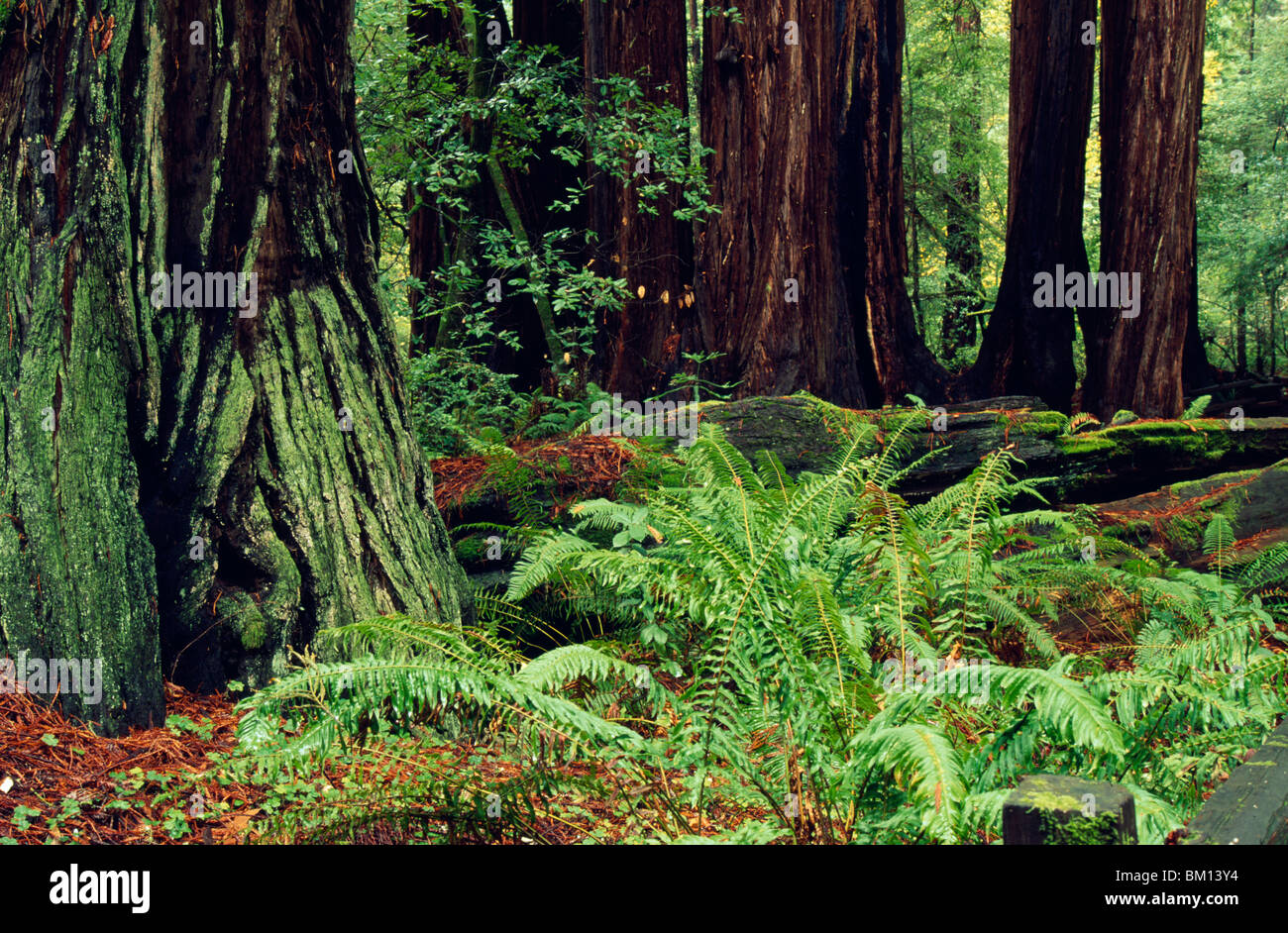 Sequoia trees in a forest, Muir Woods, California, USA Stock Photo - Alamy