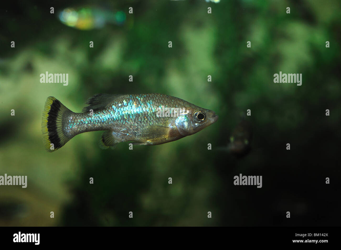 Butterfly splitfin, Ameca splendens, extinct in wild, captive Stock ...