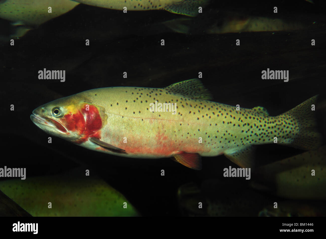 Cutbow trout hi-res stock photography and images - Alamy