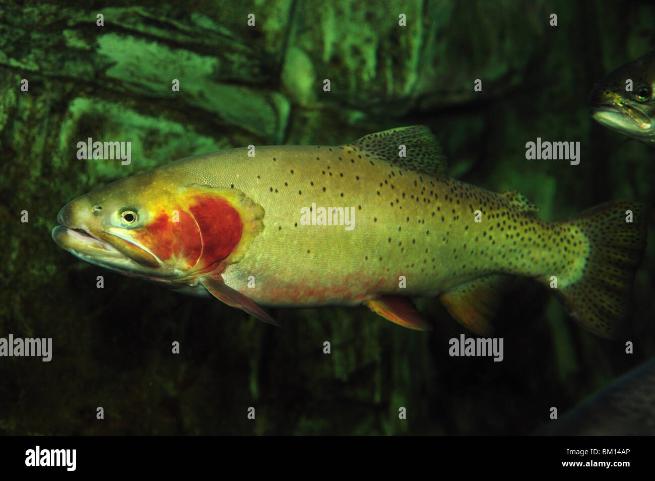 Cutbow trout hi-res stock photography and images - Alamy