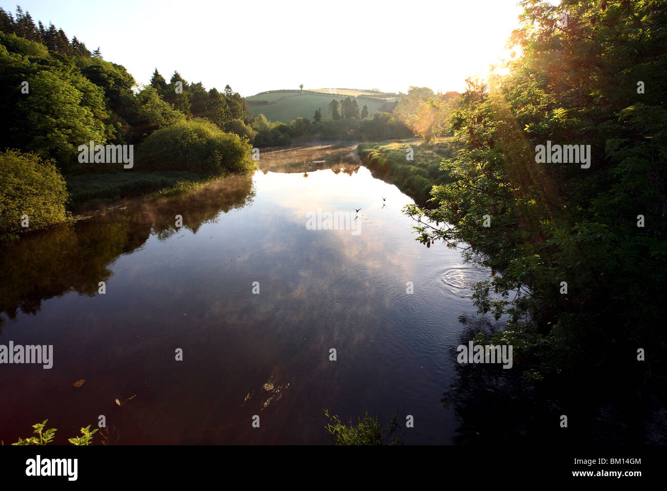 Coyle River, Downpatrick, early on a summer morning, with two ducks ...