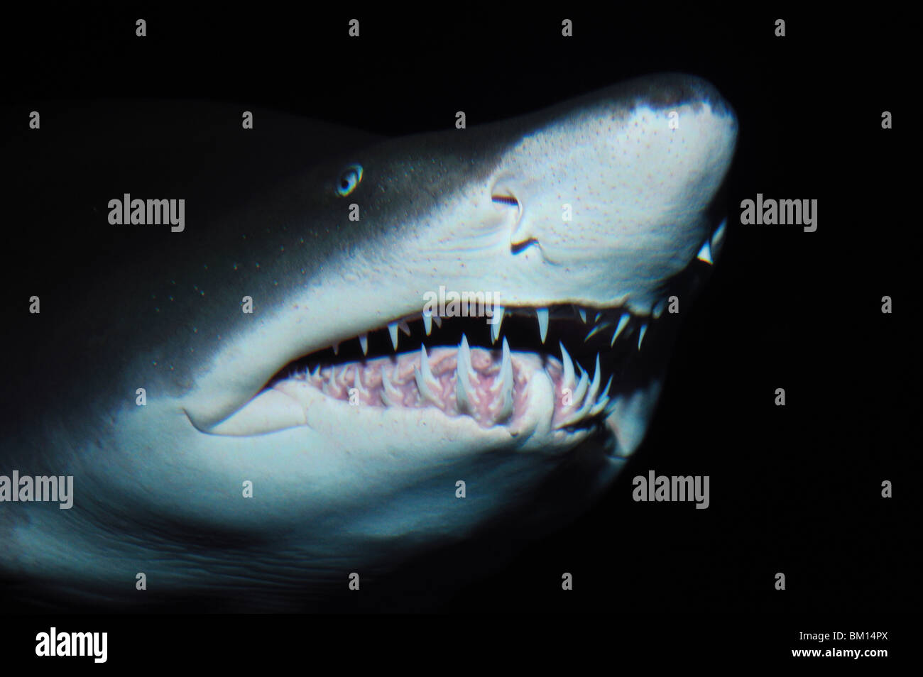 Sand tiger shark bite hi-res stock photography and images - Alamy