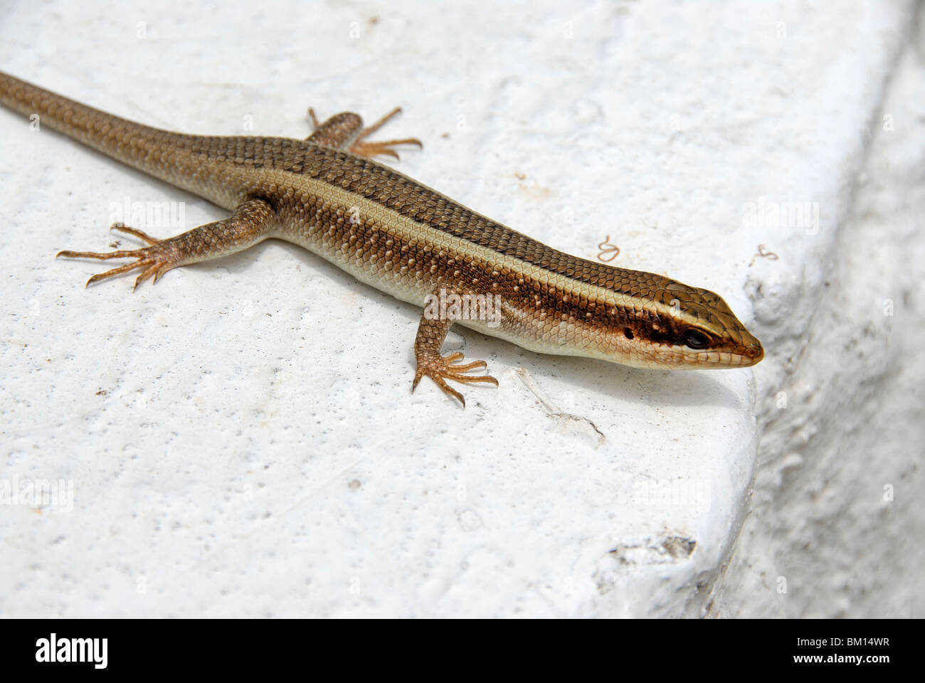 Zanzibar lizard hi-res stock photography and images - Alamy