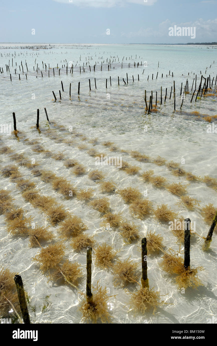 Algae cultivation hi-res stock photography and images - Alamy