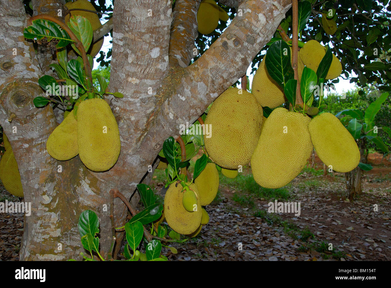 Jackfruit, Zanzibar, United Republic of Tanzania, Africa Stock Photo ...