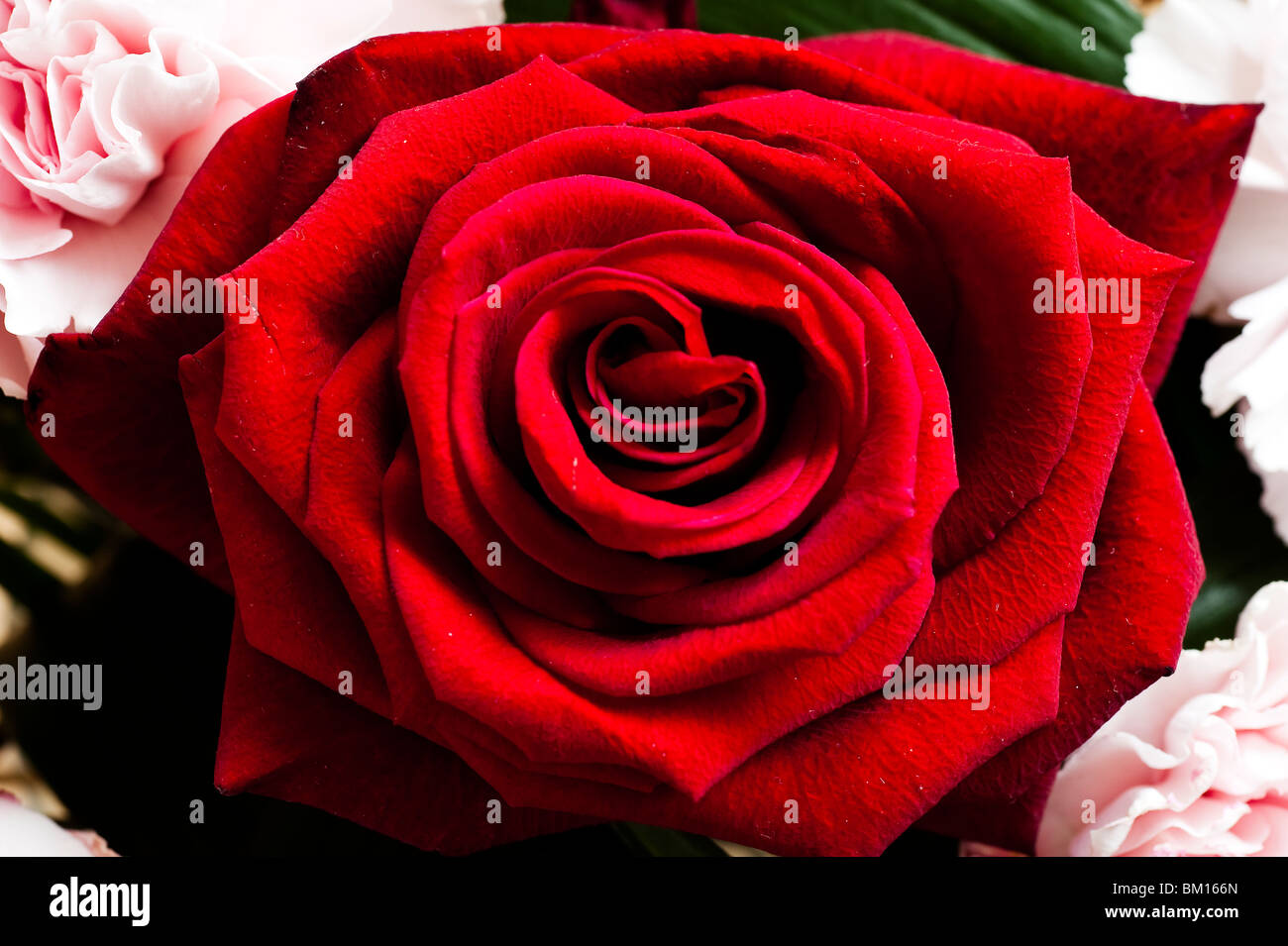 Close up of a red rose Stock Photo - Alamy