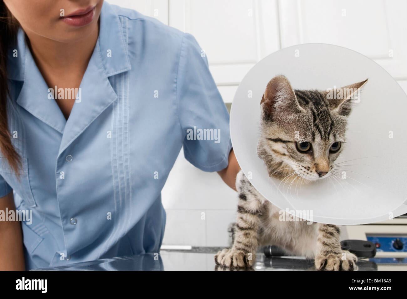 Female vet examining a cat Stock Photo - Alamy