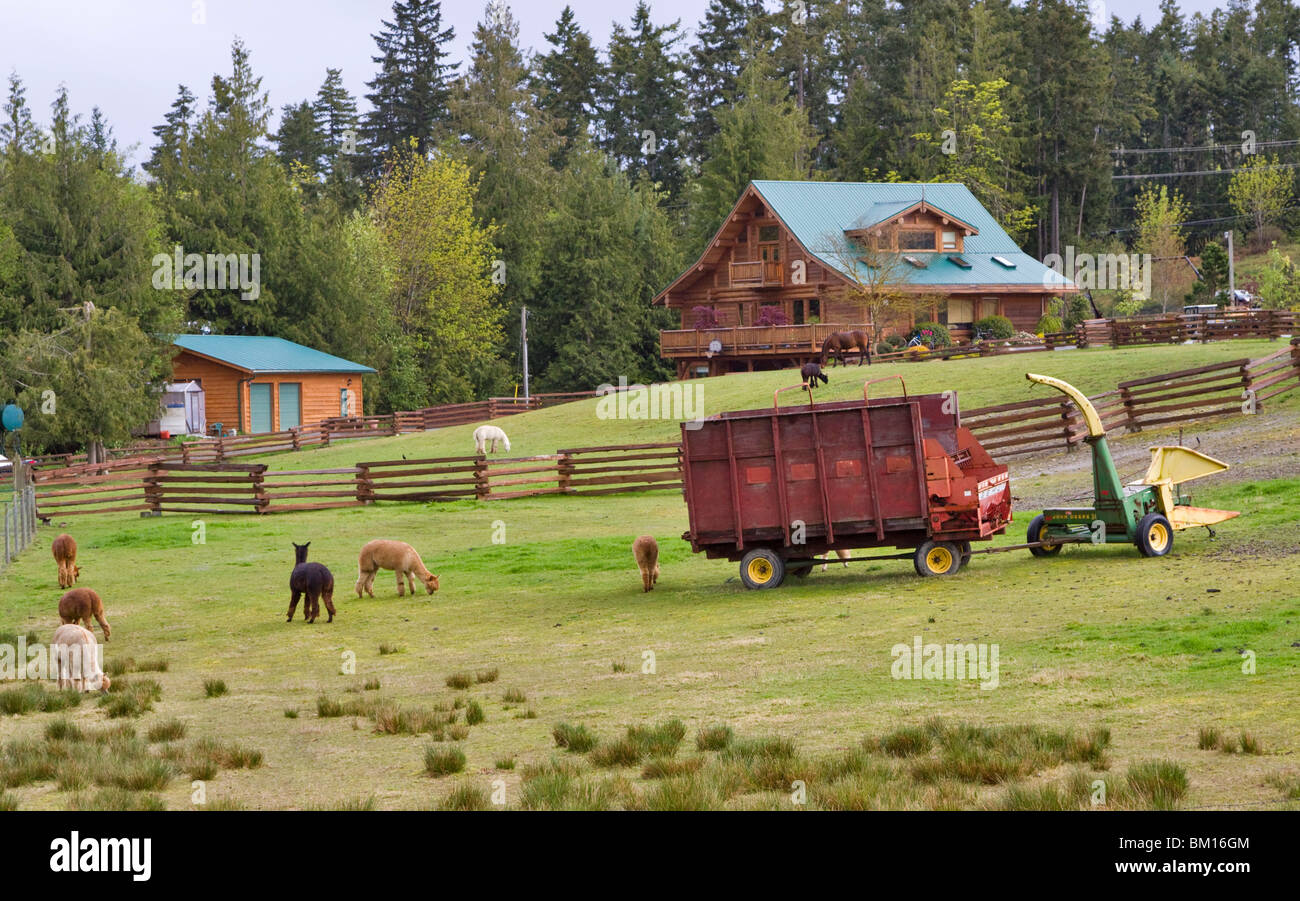 Alpacas and horses in paddocks at a farm near Coombs, Vancouver Island ...