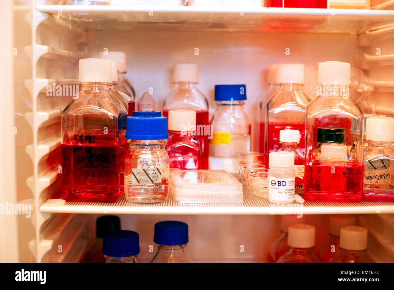 Bottles with red medium and cells stored in a fridge in a laboratory ...